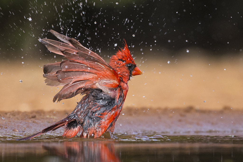 Annette Alanis – valleylandfund